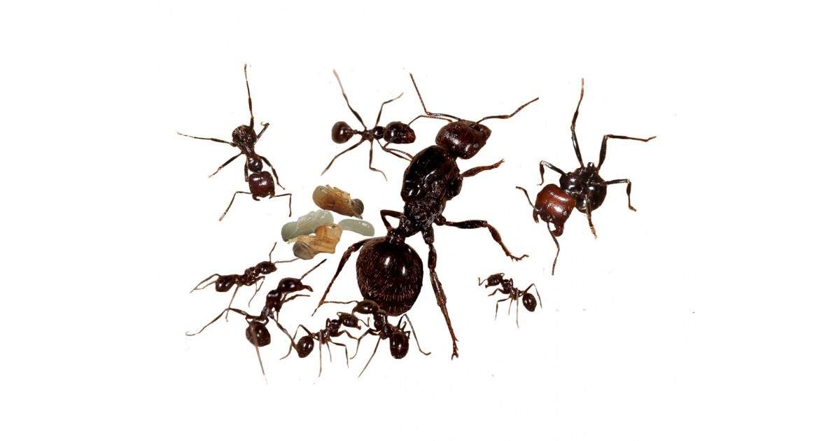 Les formigues: Ajuntament de Santa Coloma de Gramenet